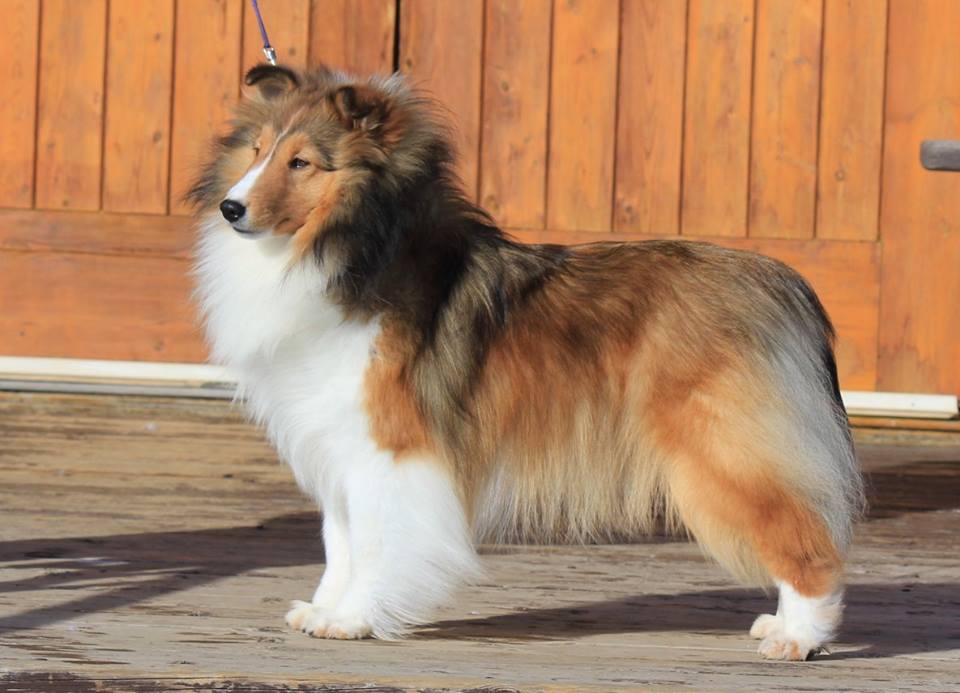 Cincerlee Shelties